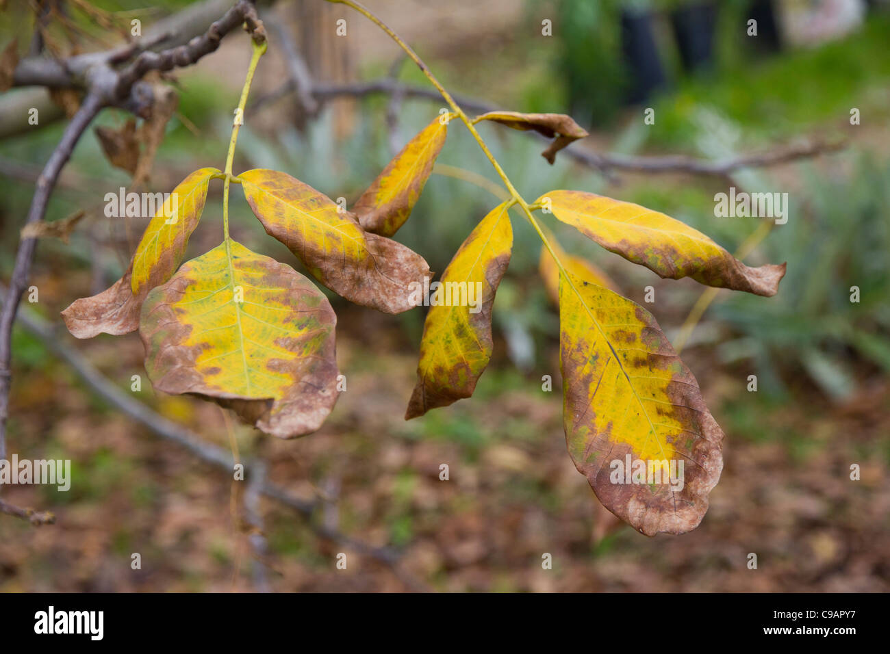 walnut tree leaf Stock Photo - Alamy