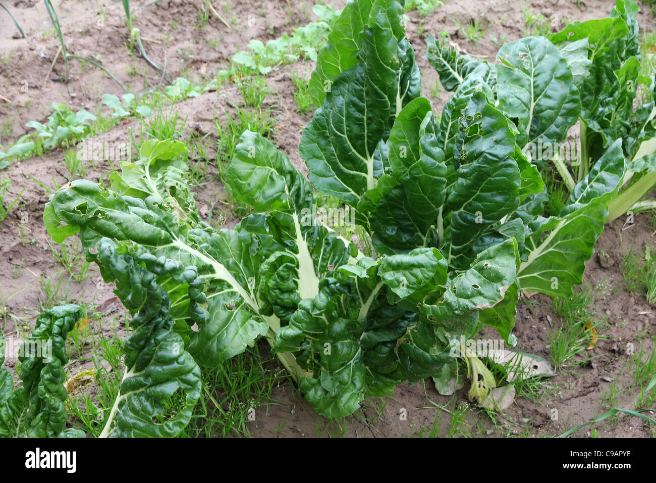 Fresh chard hi-res stock photography and images - Alamy