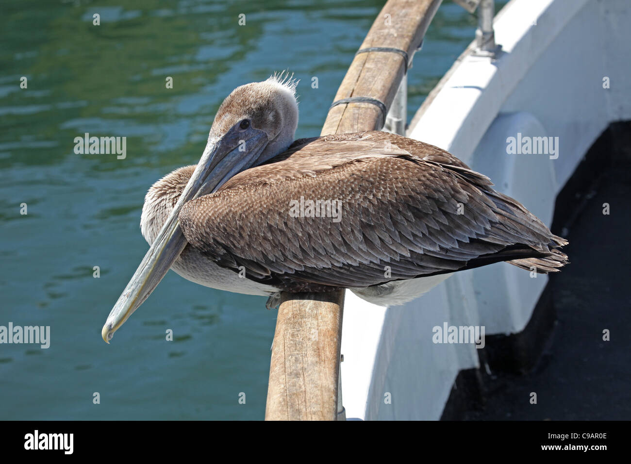 Brown pelican sitting on rail of boat with water behind Stock Photo - Alamy