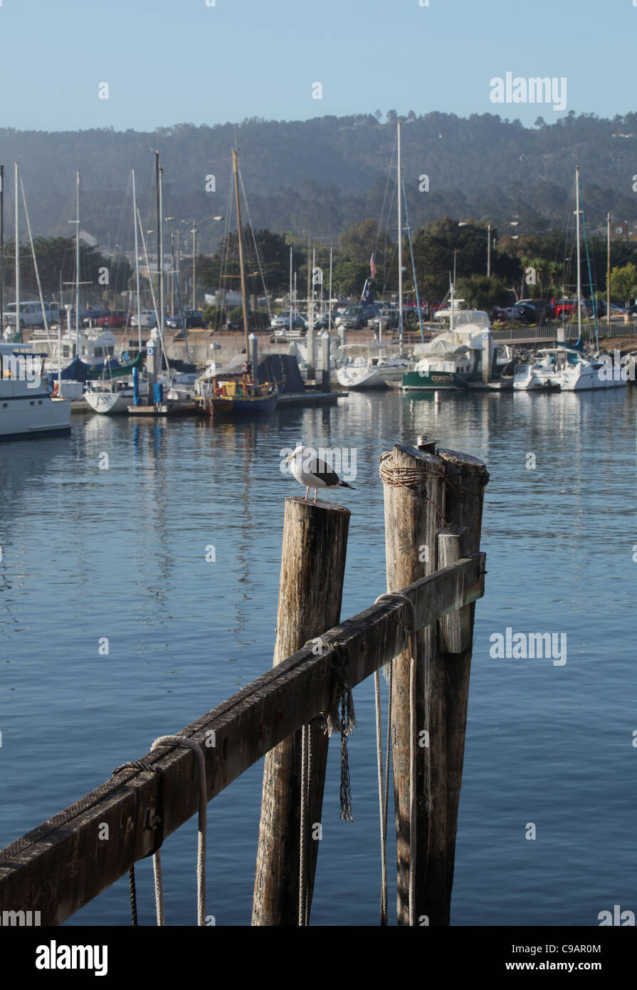 Harbor gull hi-res stock photography and images - Alamy