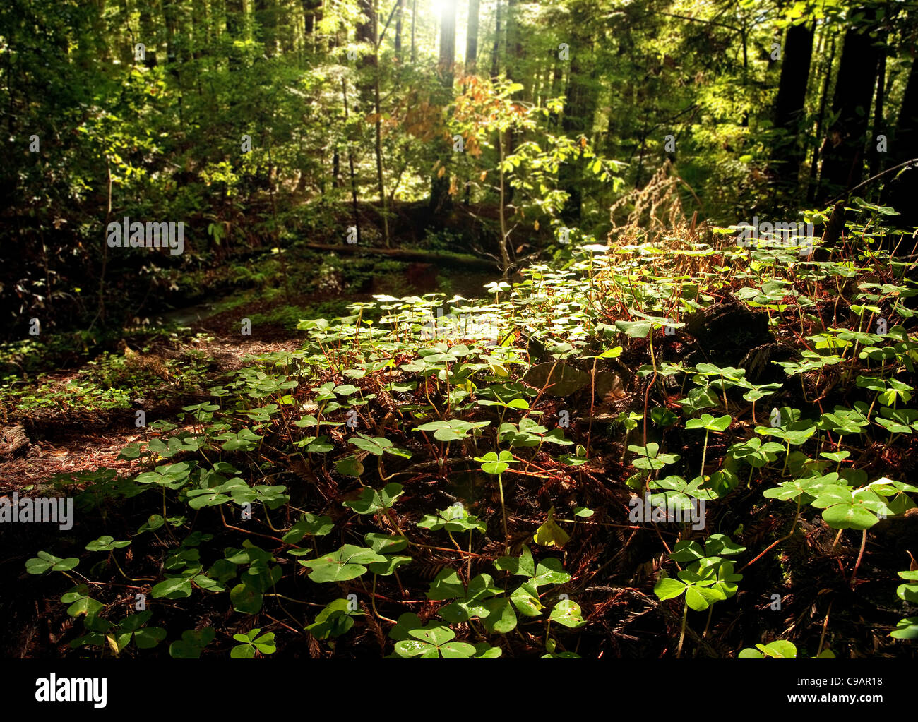 Clover patch in lush green forest Stock Photo - Alamy