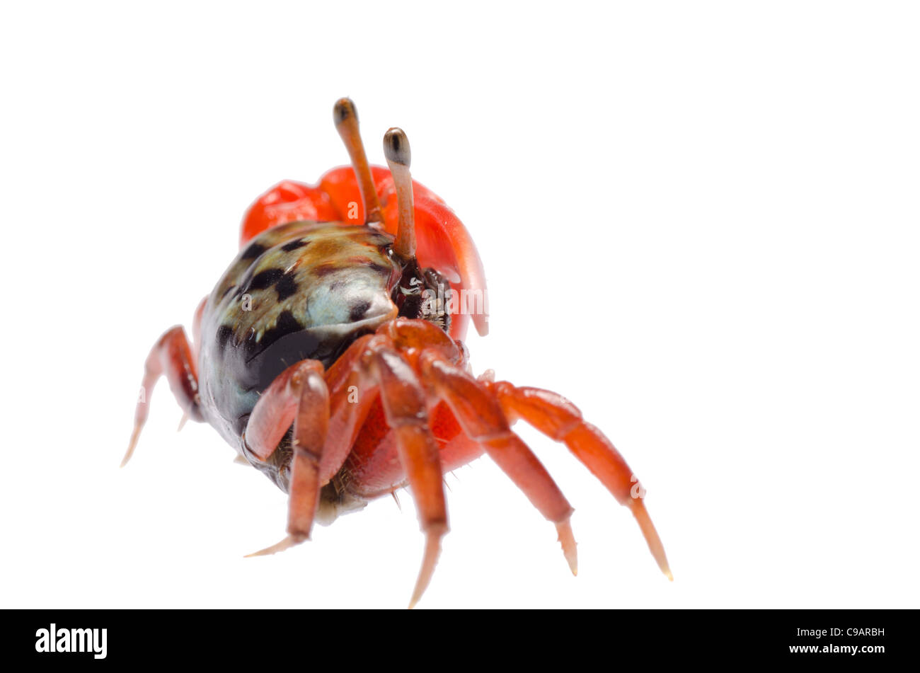 fiddler crab isolated on white Stock Photo - Alamy