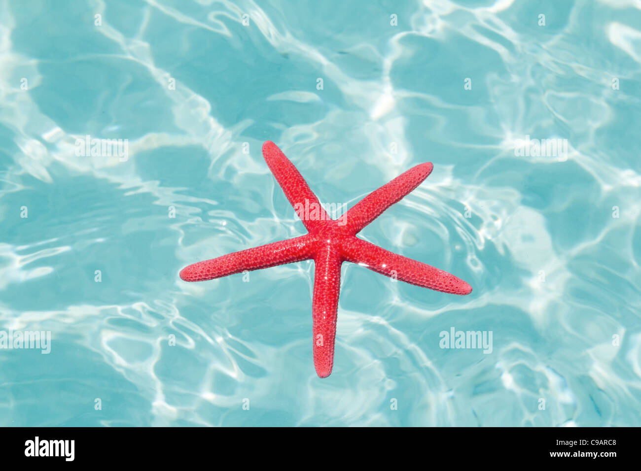 Red starfish floating on perfect tropical sea in ripple beach Stock ...