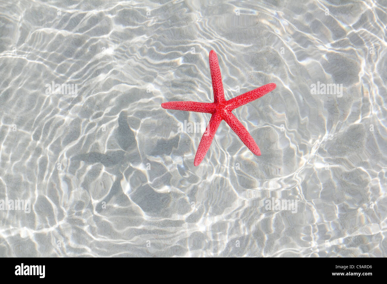 floating red starfish in white sand beach ripple water Stock Photo - Alamy