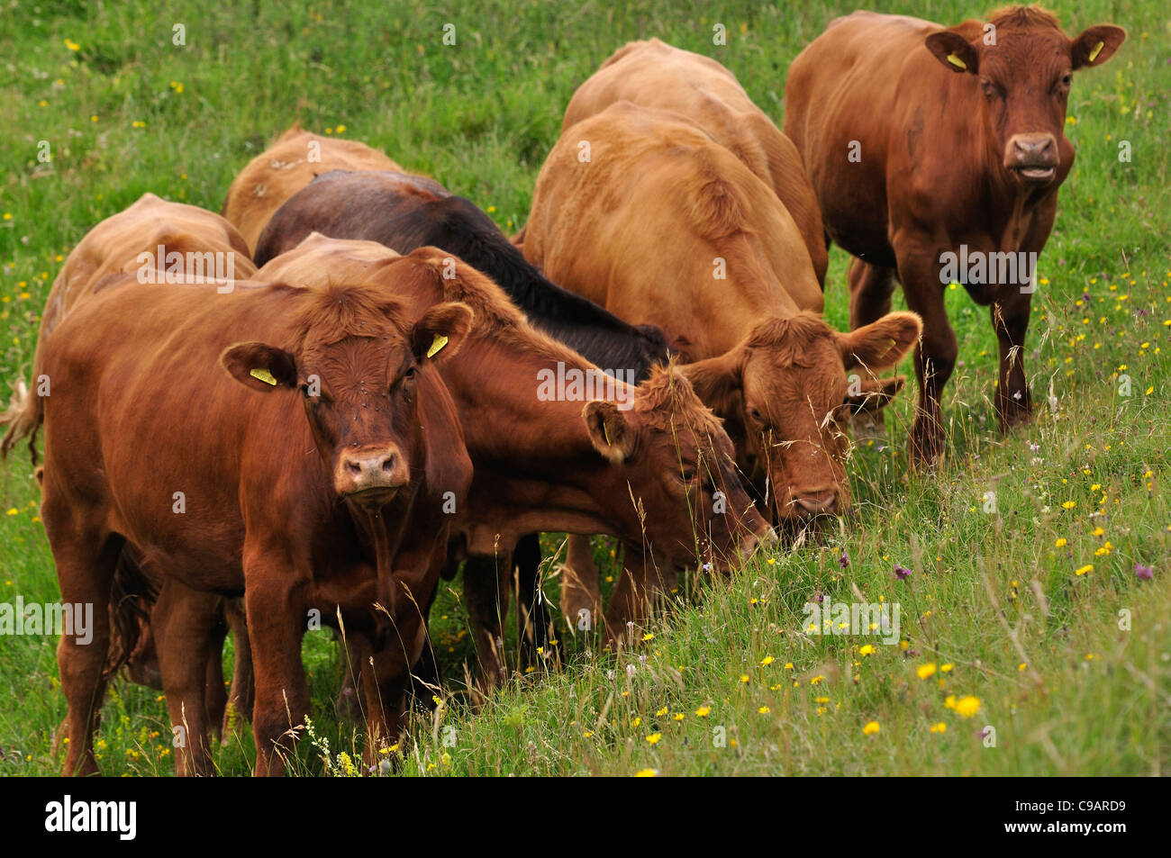 Devon Red Beef Cattle High Resolution Stock Photography and Images - Alamy