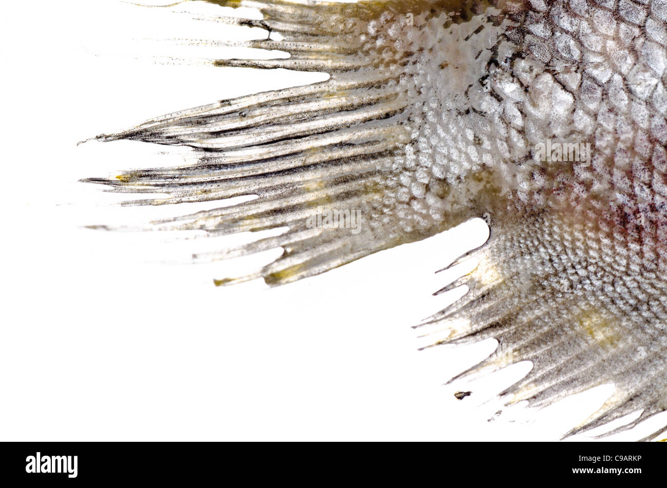 Isolated fin hi-res stock photography and images - Alamy