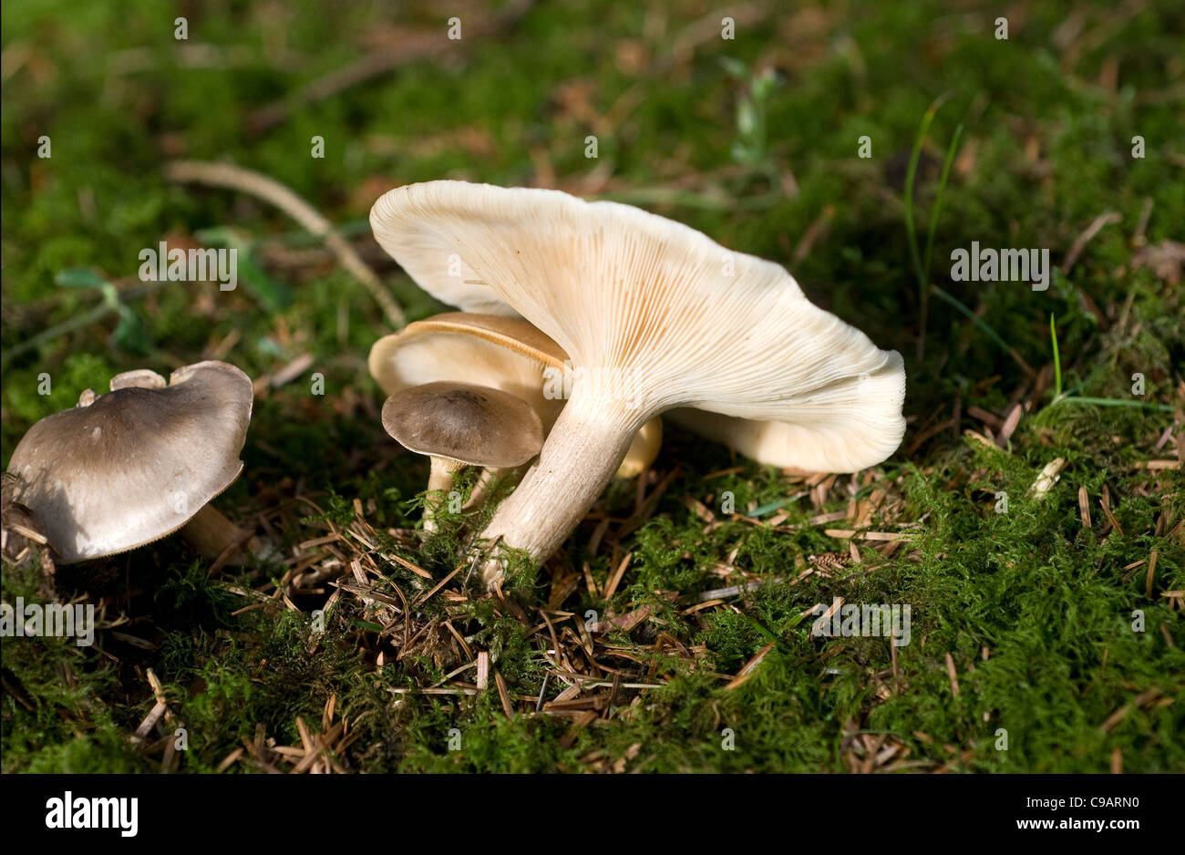 Ground Fungus High Resolution Stock Photography and Images - Alamy
