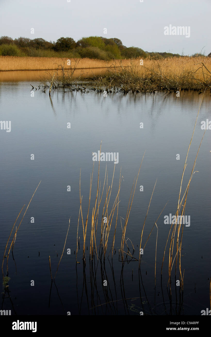 Shapwick Heath National Nature Reserve, Somerset, UK. April 2010 Stock ...