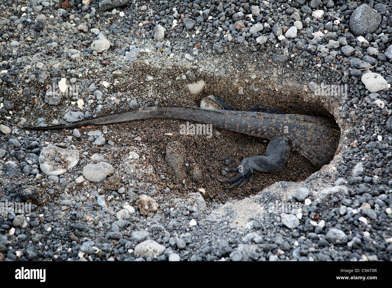 Marine iguana digging a nest hole on Las Tintoreas island near Isabela ...