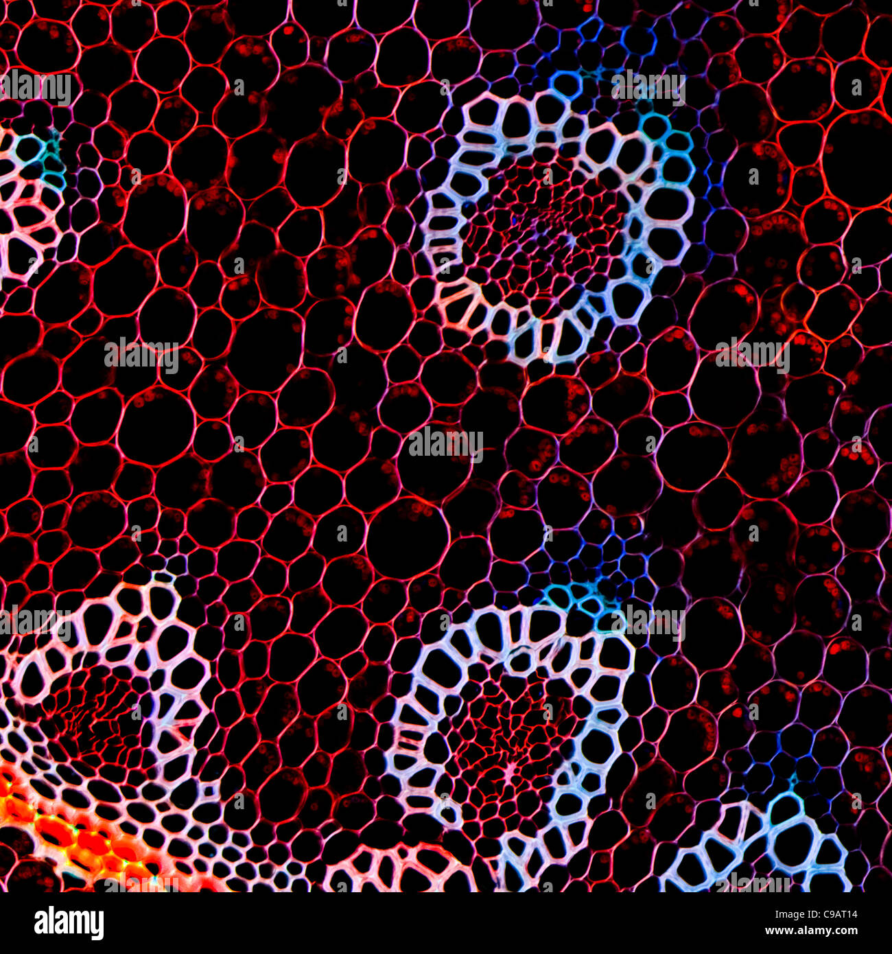 biology science background plant root microscopic section Stock Photo ...