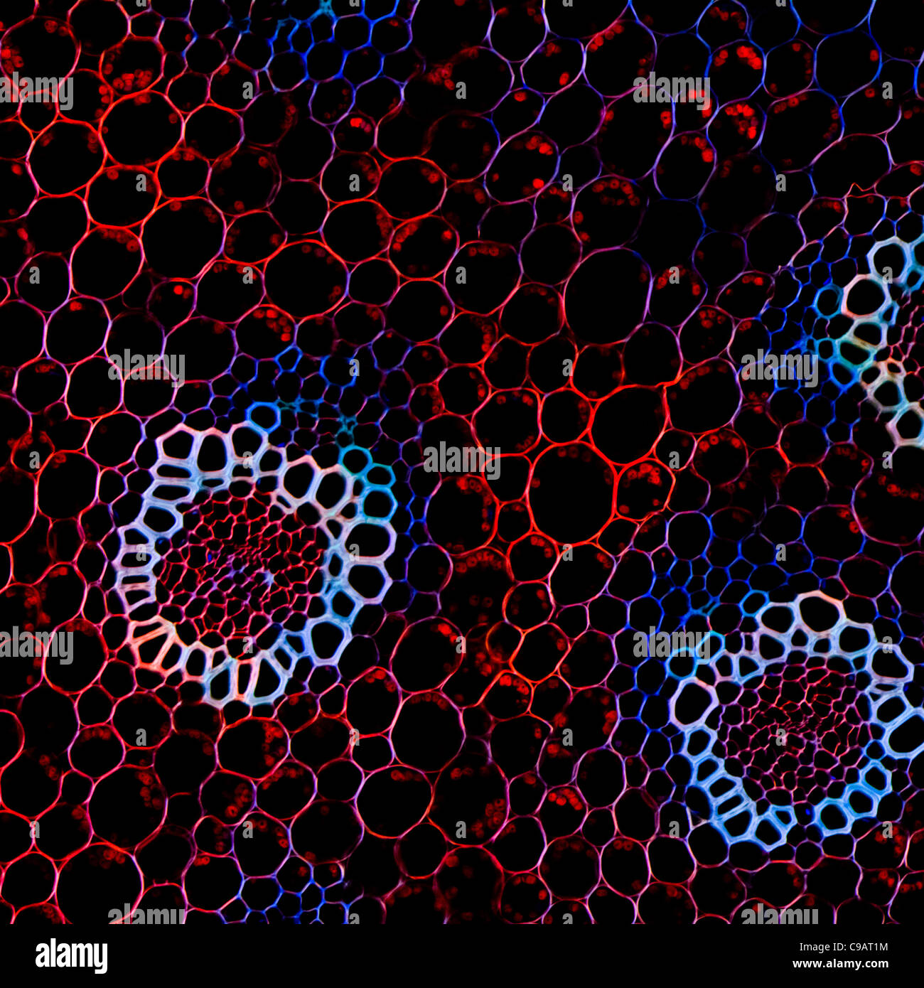 Cross section plant stem phloem xylem hi-res stock photography and ...