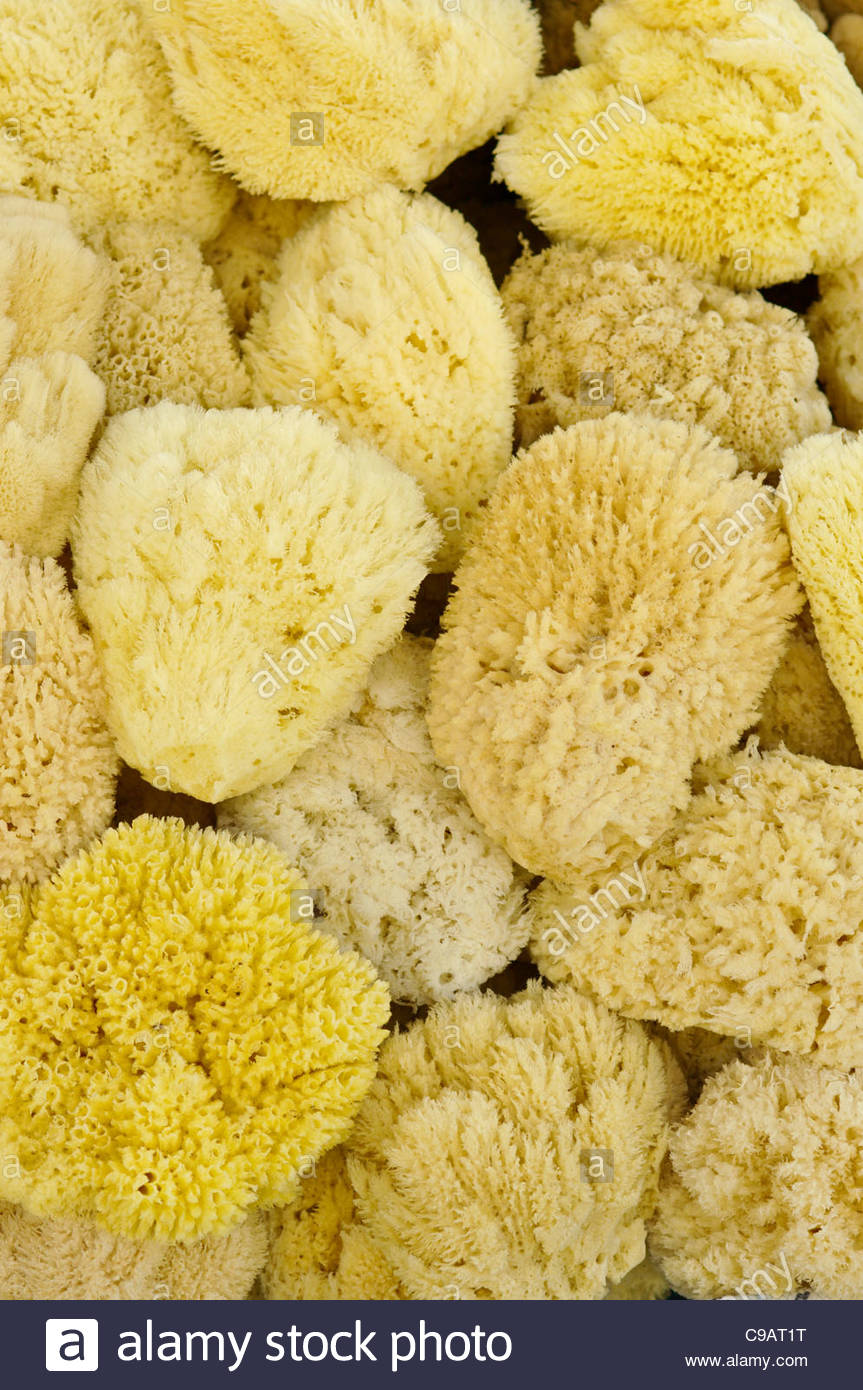 Porifera Sponges Stock Photos & Porifera Sponges Stock Images - Alamy