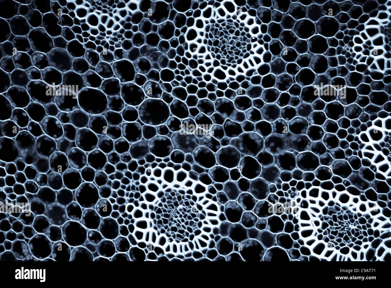 biology science background plant root microscopic section Stock Photo ...