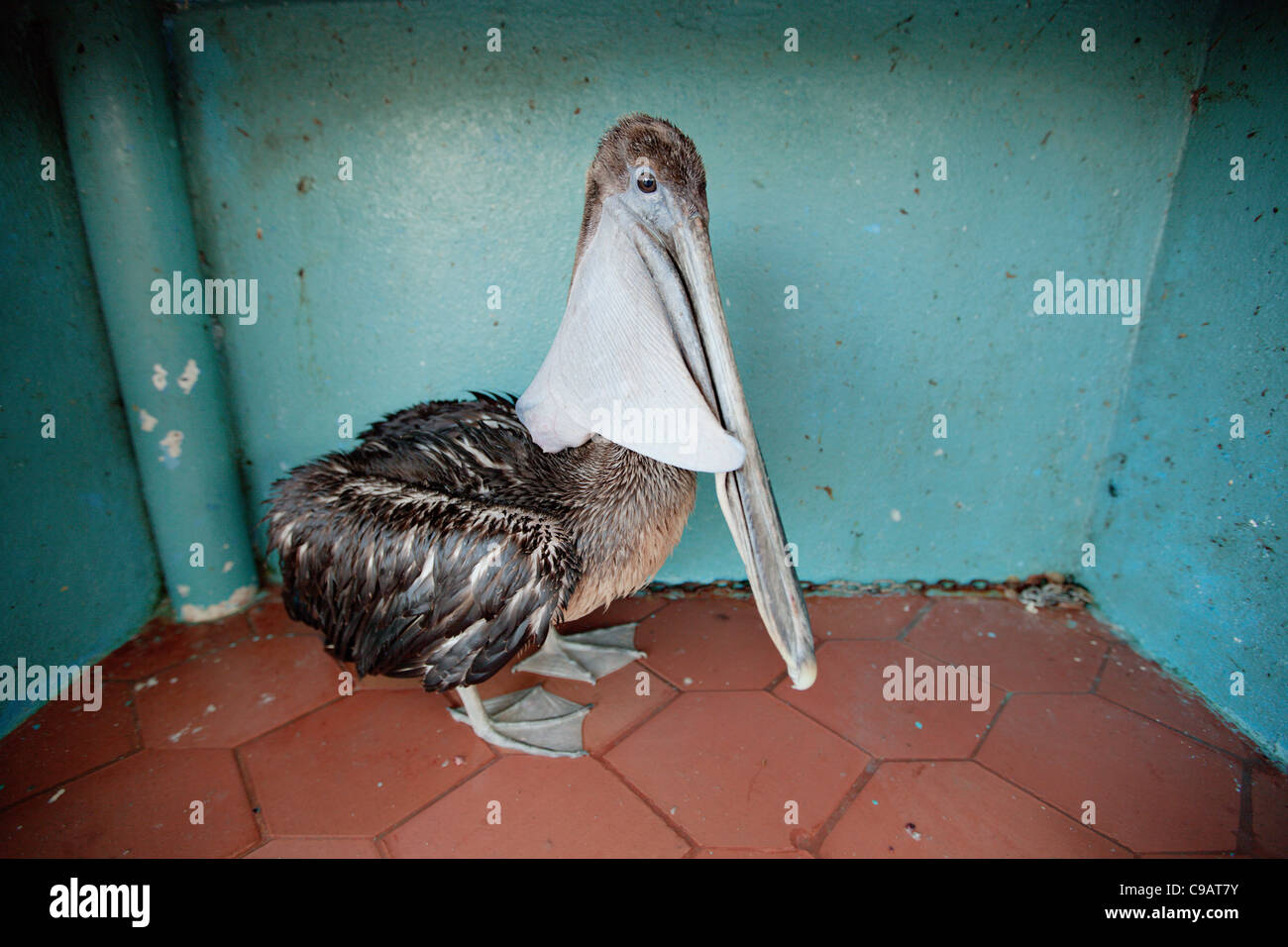 Pelican fish hi-res stock photography and images - Alamy