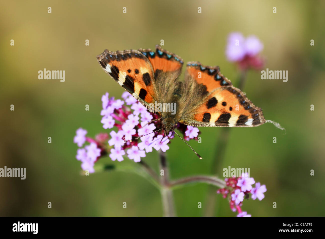 Small Tortoiseshell Butterfly Stock Photo - Alamy