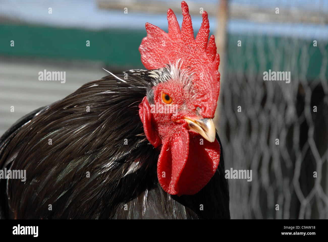 rooster, showing wattles, earlobes and comb, Western Australia ...