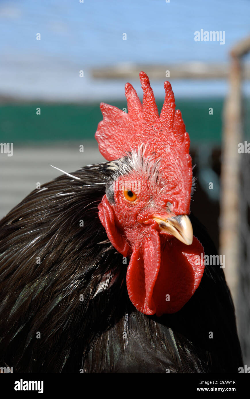 rooster, showing wattles, earlobes and comb, Australia Stock Photo - Alamy