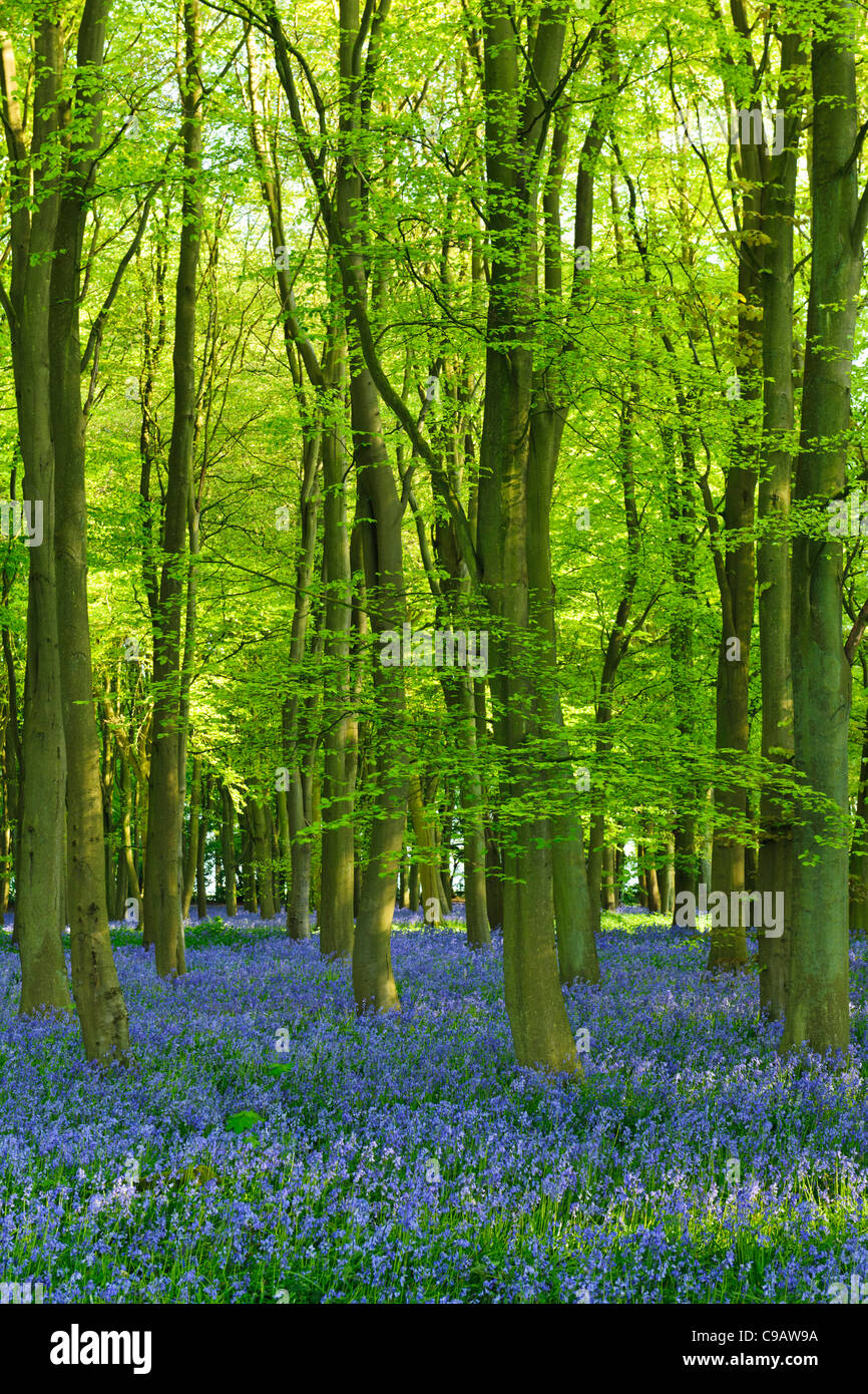 Beech tree flowers hi-res stock photography and images - Alamy