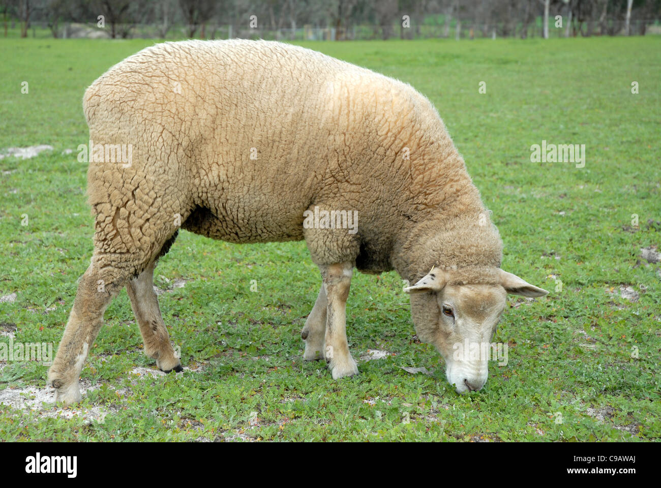 sheep grazing on winter pasture, Avon Valley, near York, Western ...