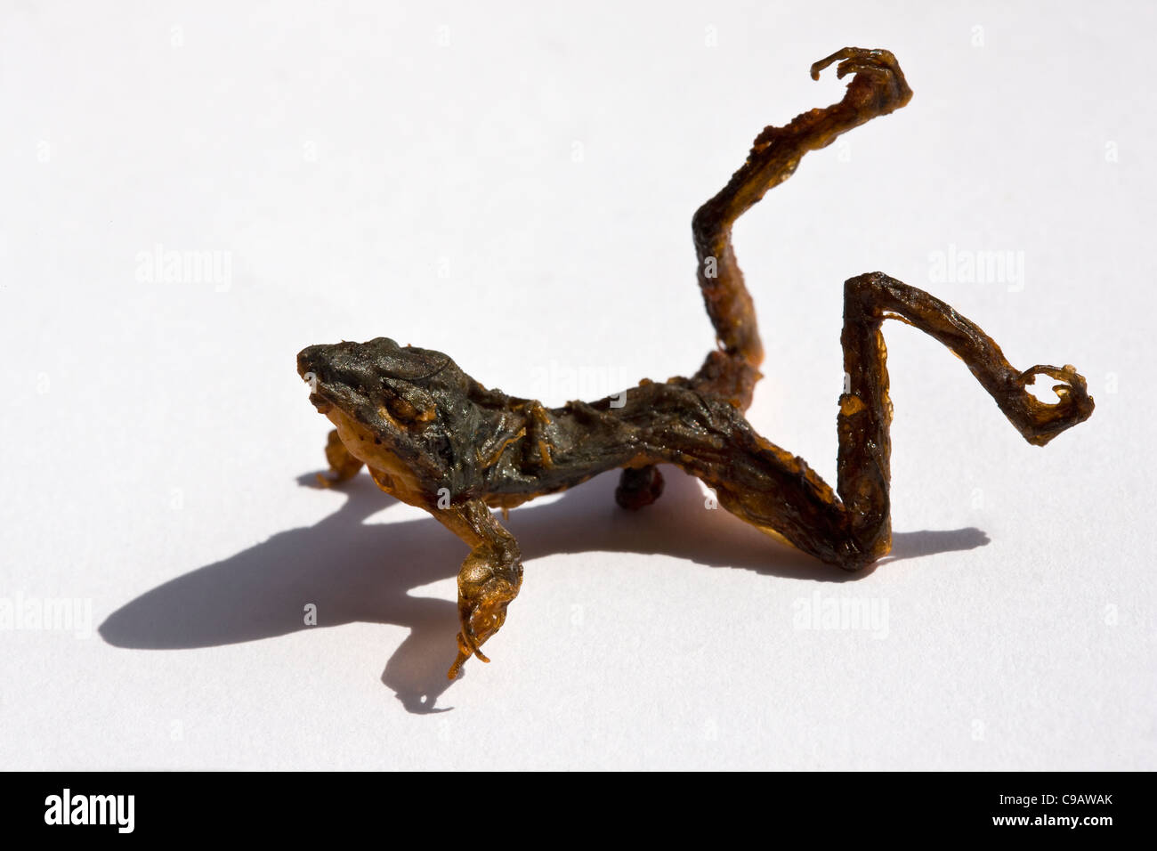 Deep Fried Frogs as sold at night market in Cambodia - An example of ...
