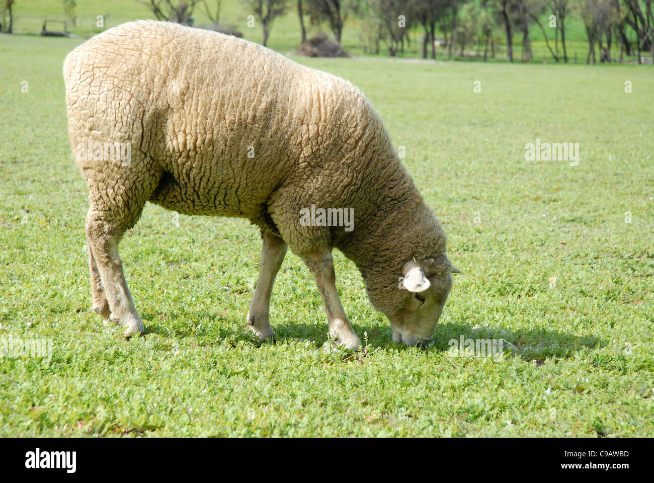 Australia paddock sheep hi-res stock photography and images - Alamy
