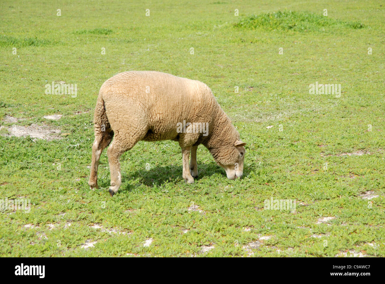 Sheep grazing australia hi-res stock photography and images - Alamy