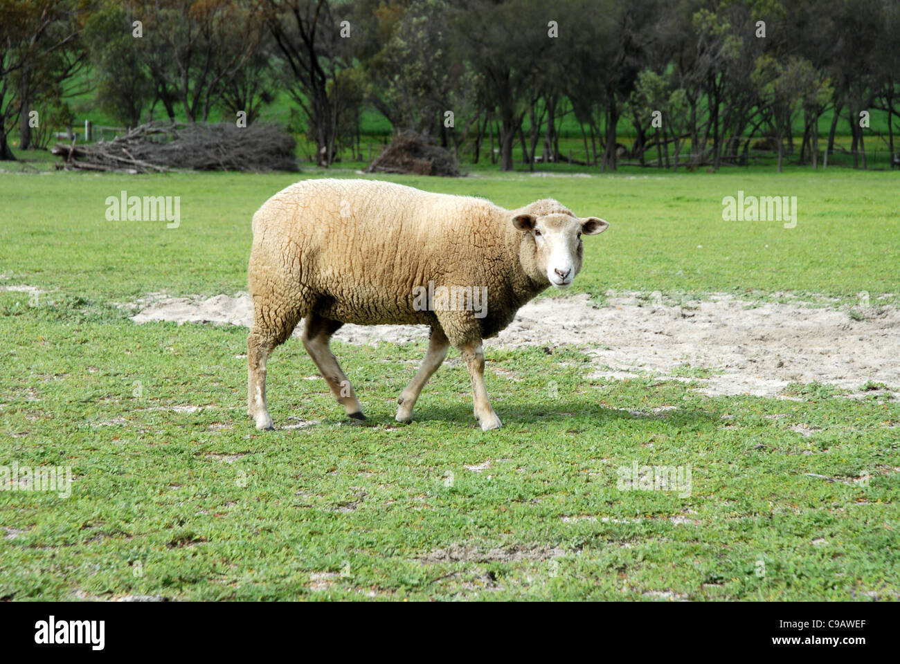 Australia Paddock Sheep High Resolution Stock Photography and Images ...