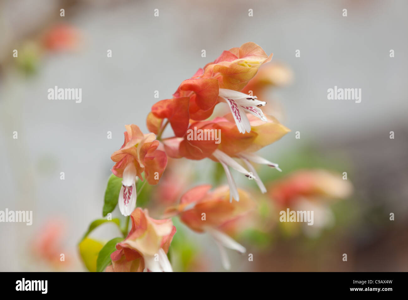 Justicia brandegeana shrimp plant hi-res stock photography and images ...