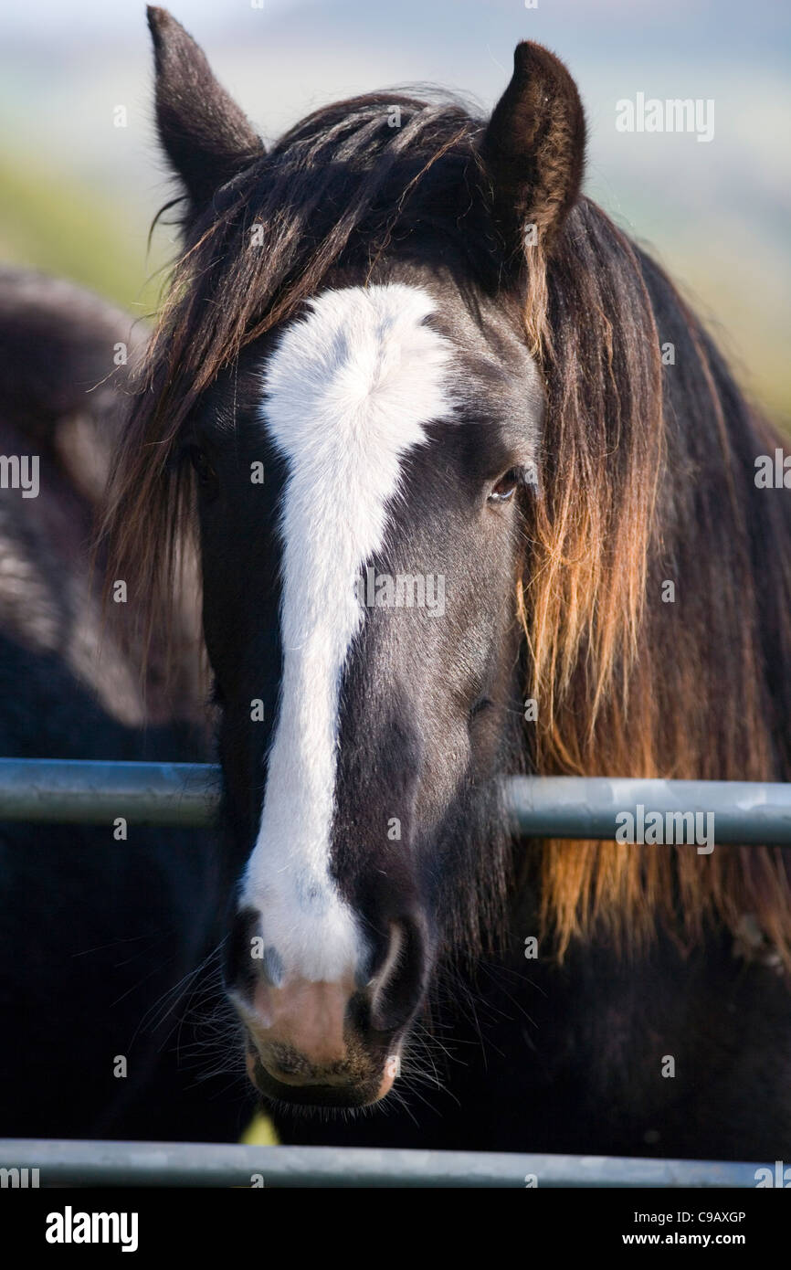 Shire horse head hi-res stock photography and images - Alamy