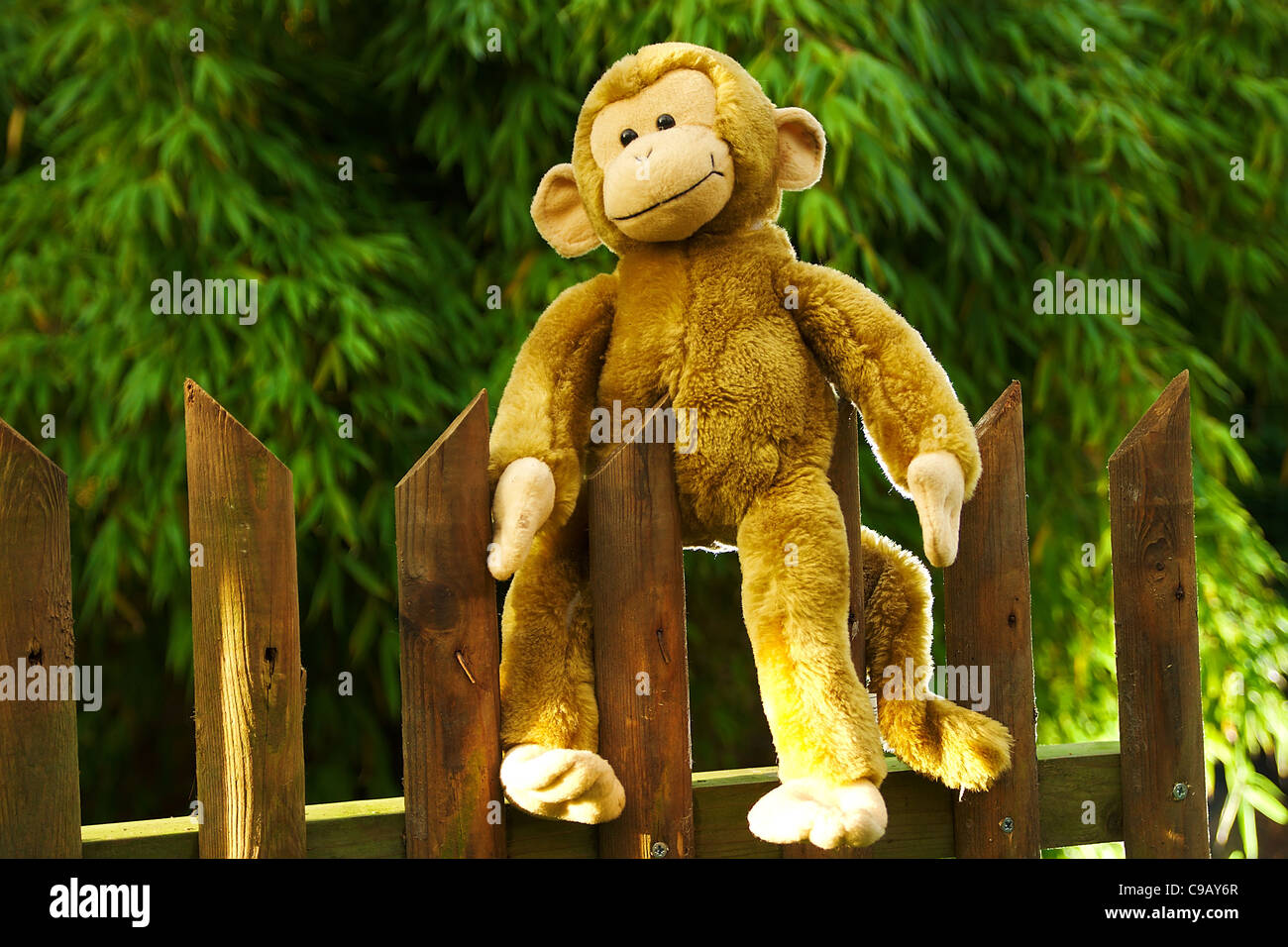 Ape sitting on a fence waiting for a hug Stock Photo - Alamy