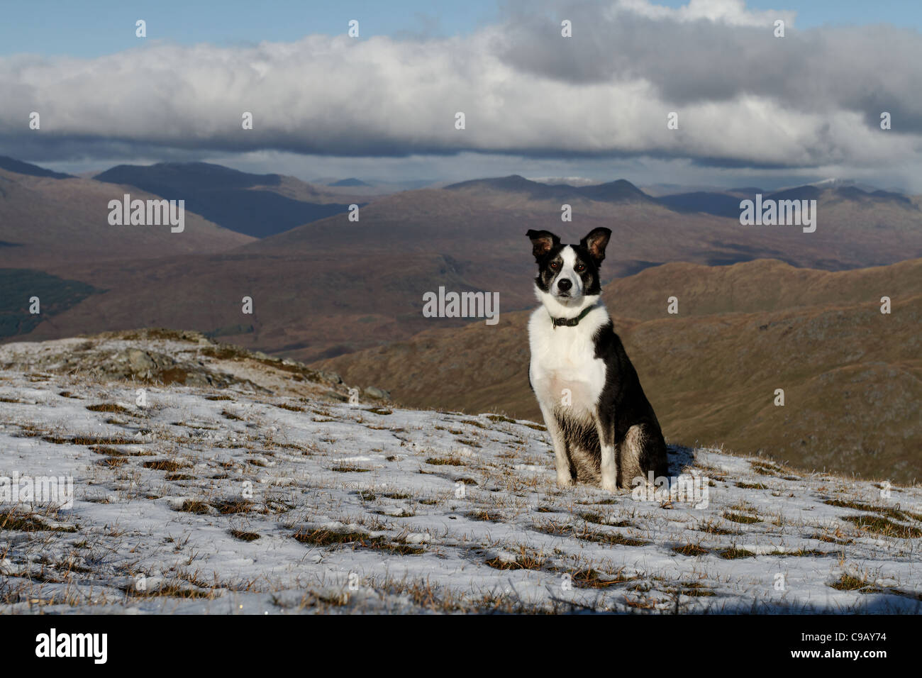 Border collie scottish sheep dog hi-res stock photography and images ...