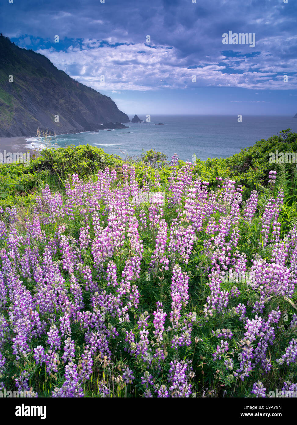 Lupine at Humbug Mountain State Park, Oregon Stock Photo - Alamy