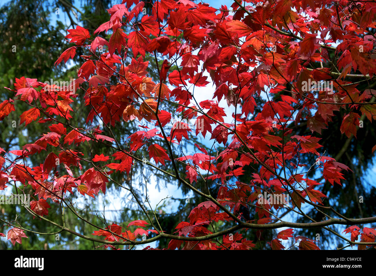 Tree walk westonbirt arboretum hi-res stock photography and images - Alamy