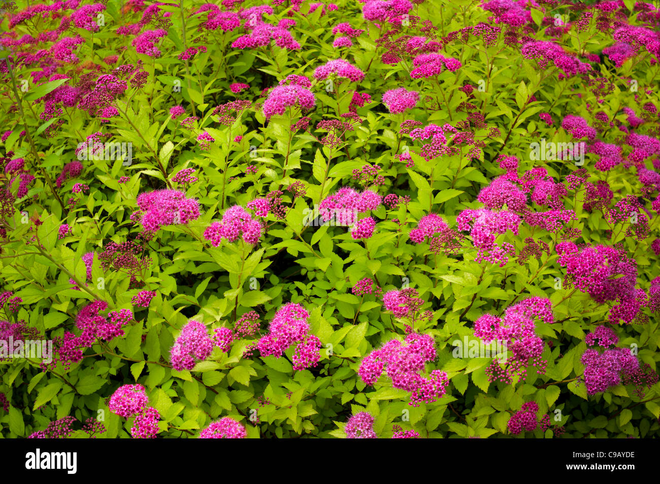 Spirea hi-res stock photography and images - Alamy