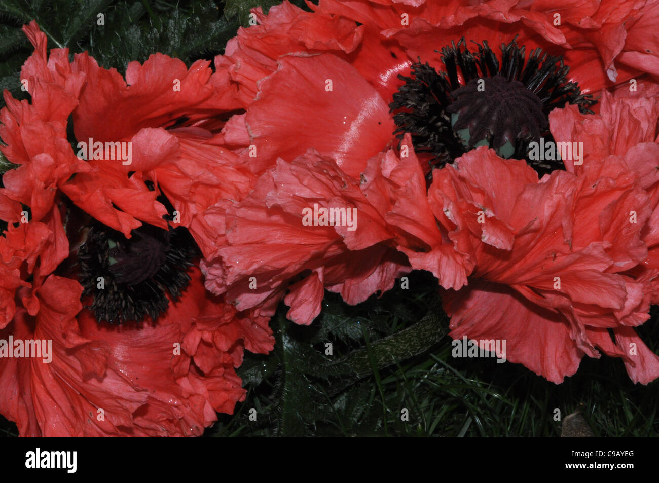 Two large open poppies Stock Photo - Alamy