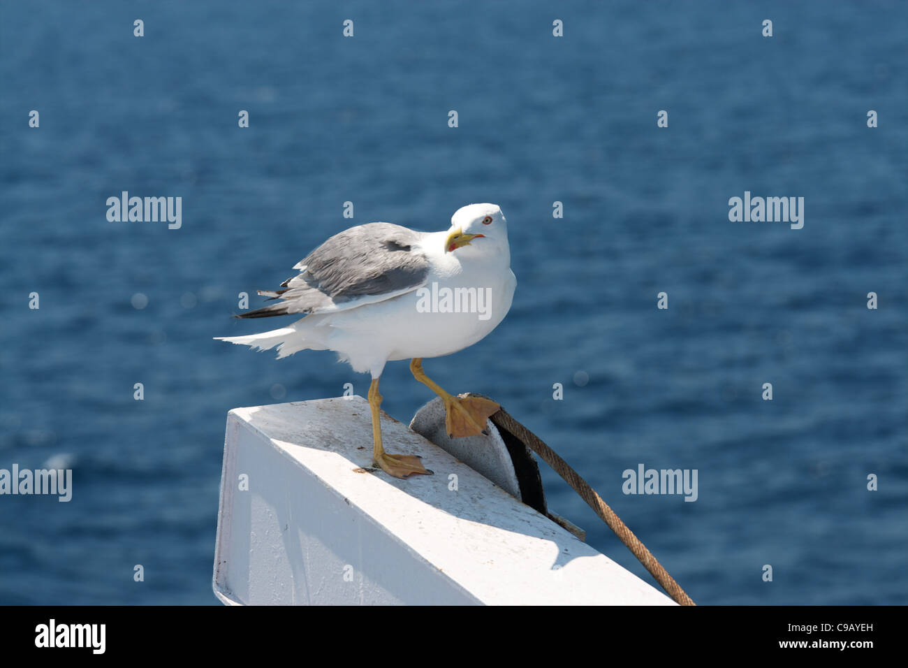 gull in Tuscany sea,Italy Stock Photo - Alamy