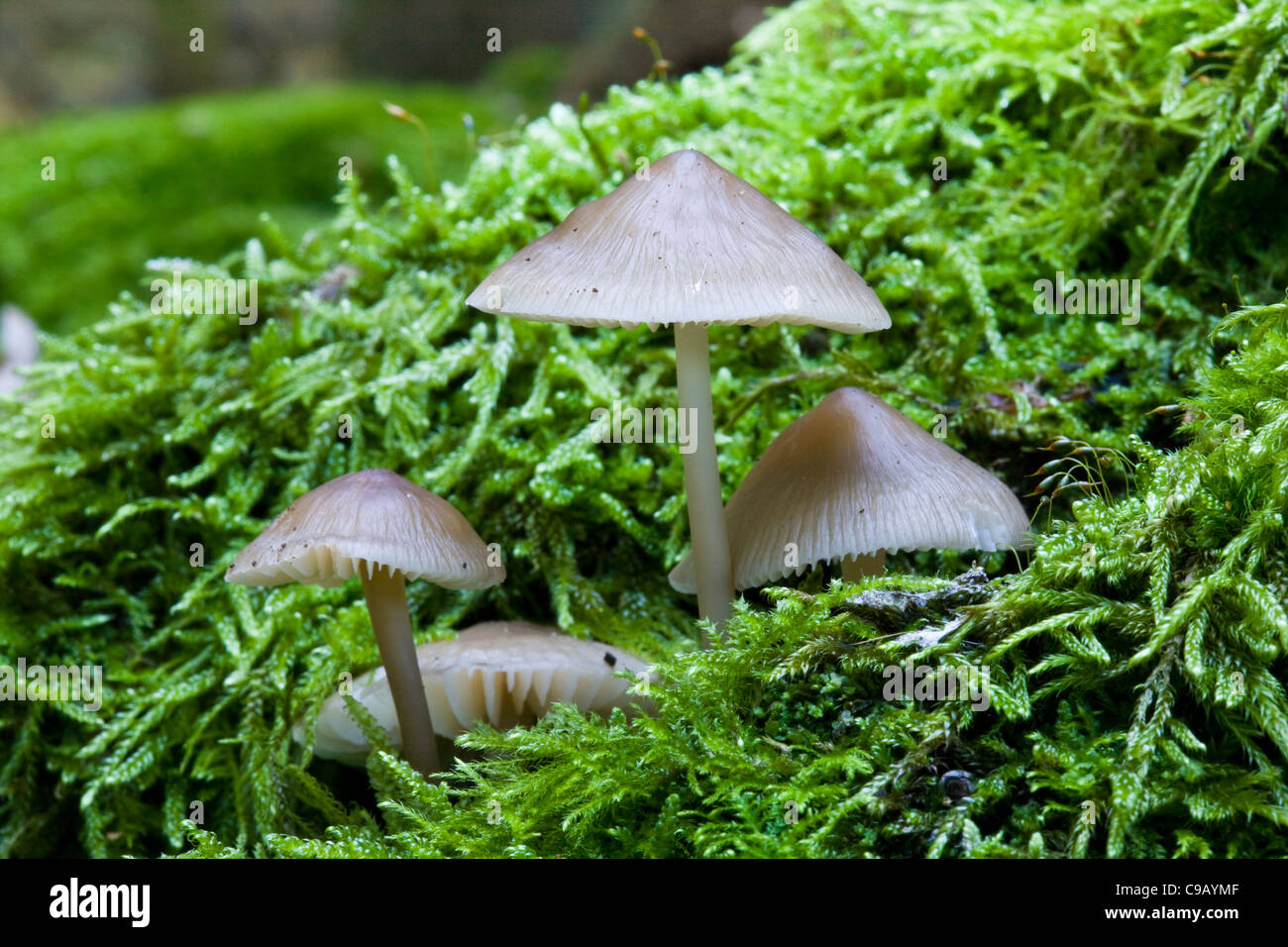 Mycena inclinata or clustered bonnet Stock Photo - Alamy