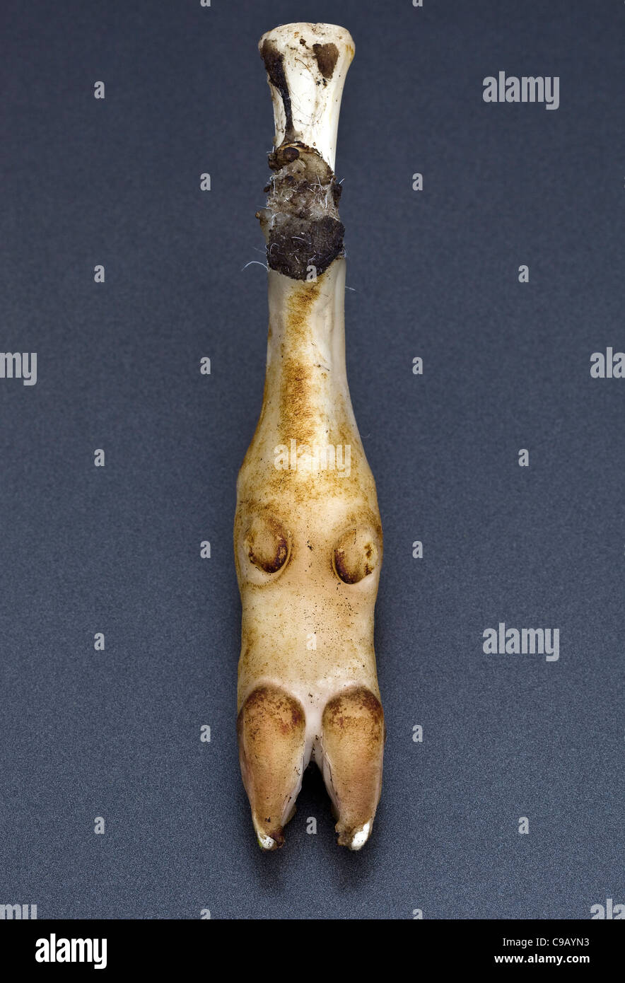 Goats Foot - - An example of the strange or weird food eaten by people ...