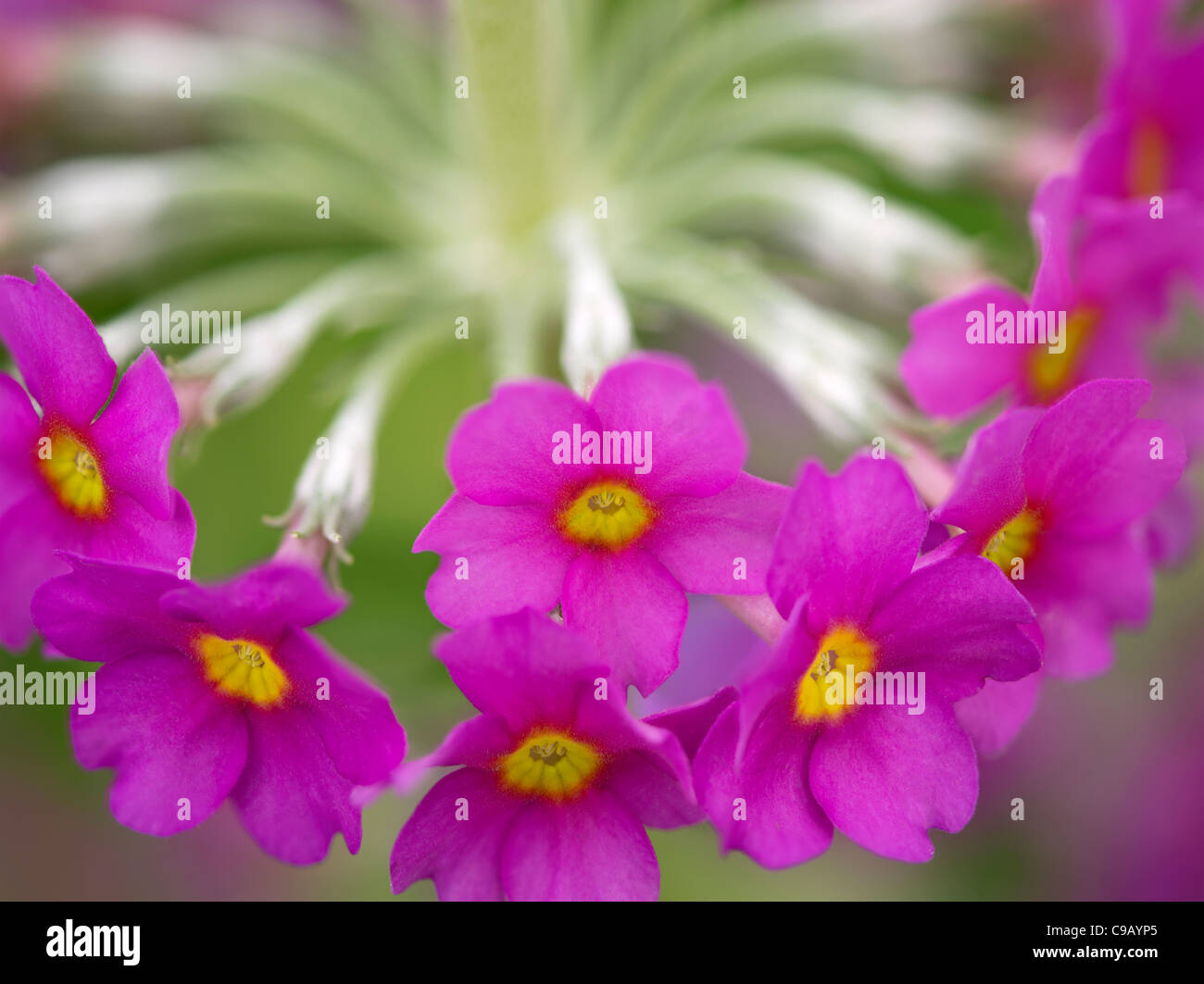 Primrose Primula High Resolution Stock Photography and Images - Alamy