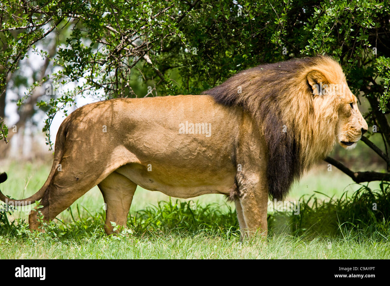 Male lion panthera leo hi-res stock photography and images - Alamy