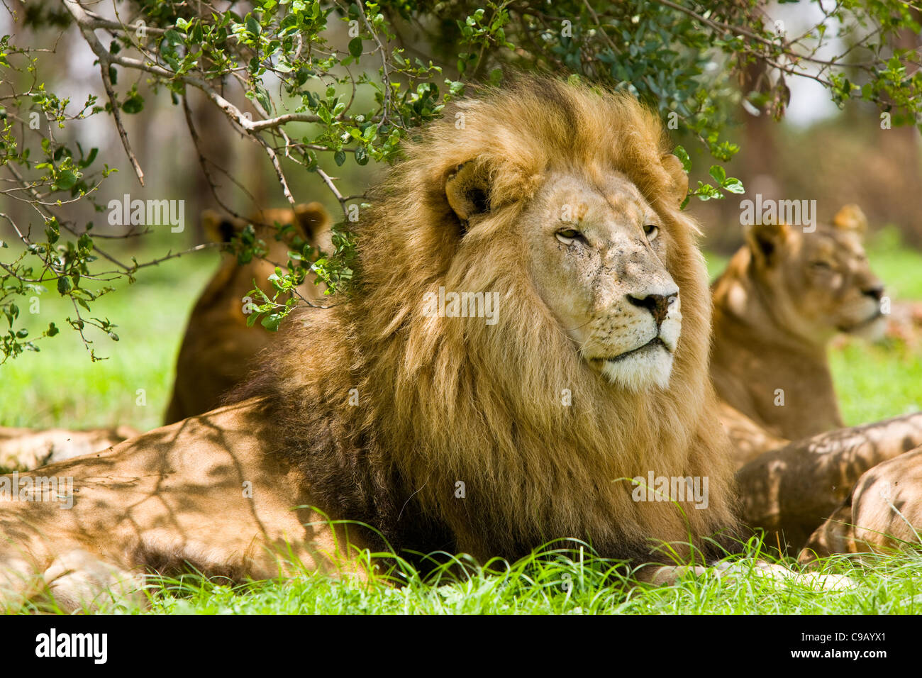 Male Lion ( Panthera leo Stock Photo - Alamy