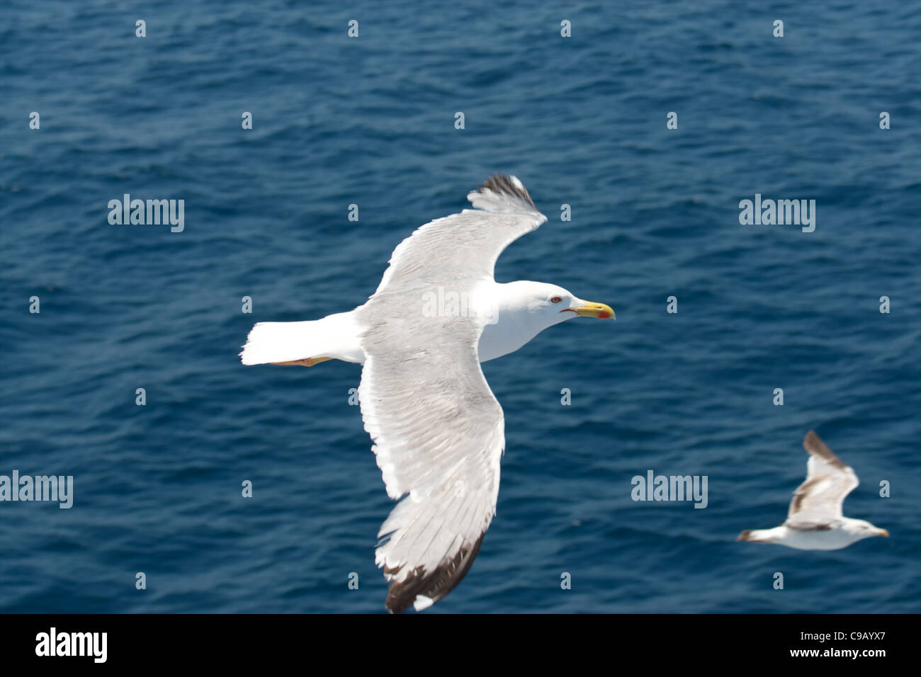 gull in Tuscany sea,Italy Stock Photo - Alamy