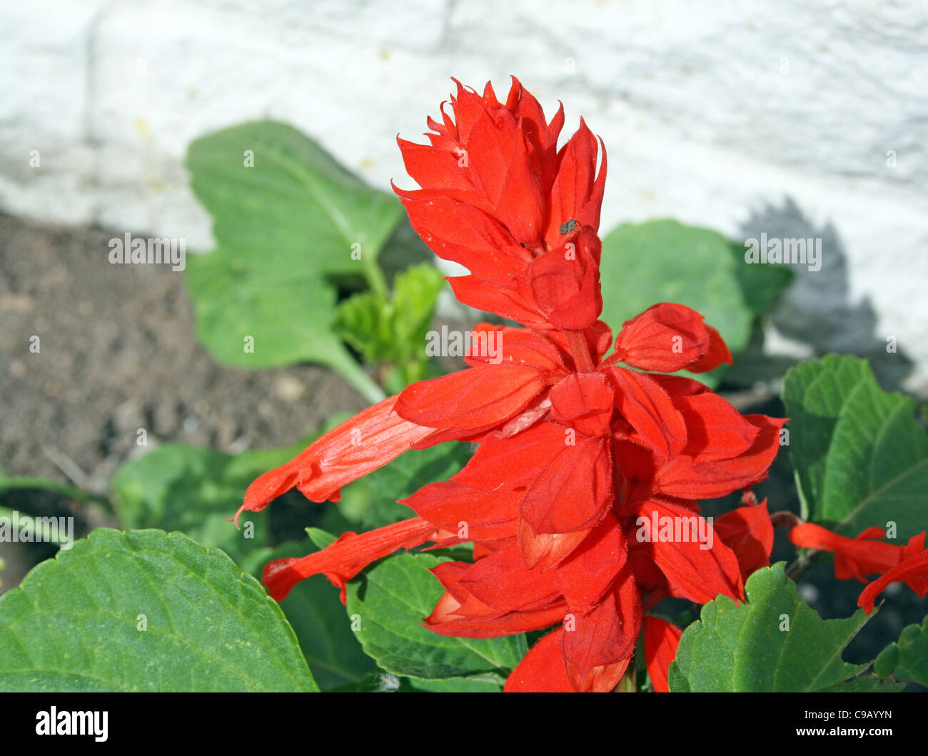Red Salvia High Resolution Stock Photography and Images - Alamy