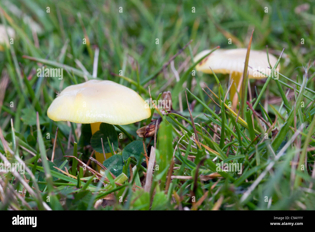 Wax Cap Fungus; Hygrocybe ceracea; UK Stock Photo - Alamy