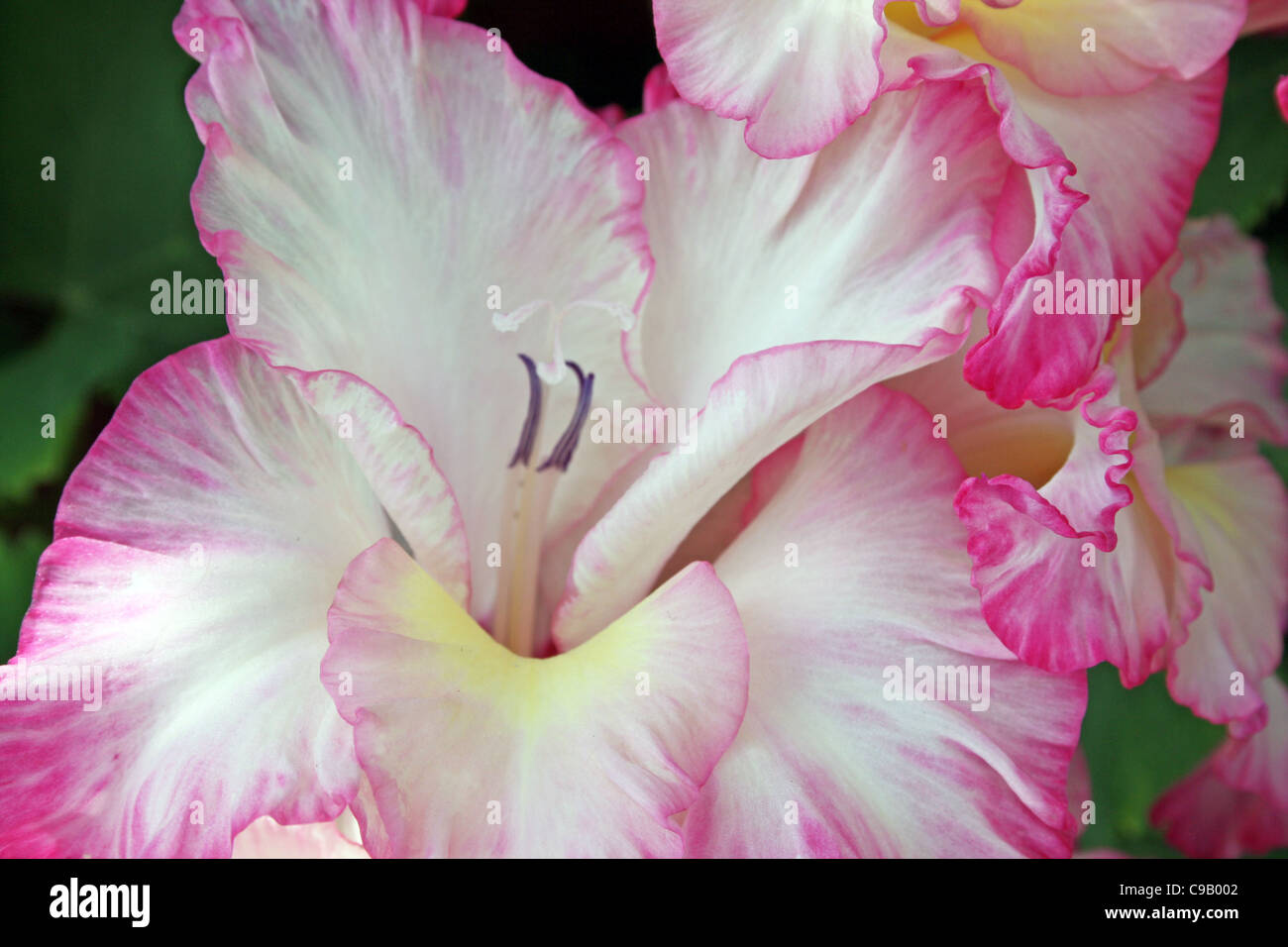 stunning gladioli flowers Stock Photo - Alamy