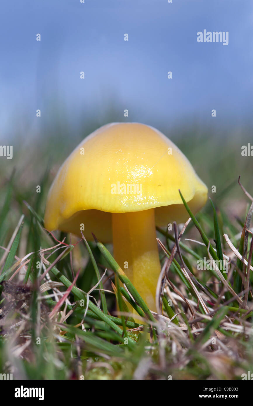 Wax Cap Fungus; Hygrocybe ceracea; UK Stock Photo - Alamy