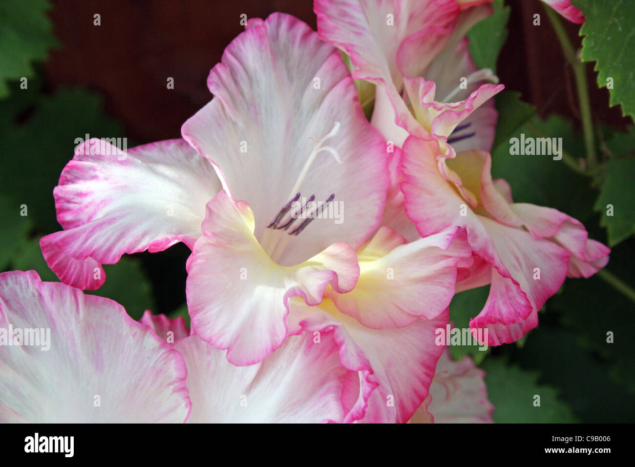 stunning gladioli flowers Stock Photo - Alamy