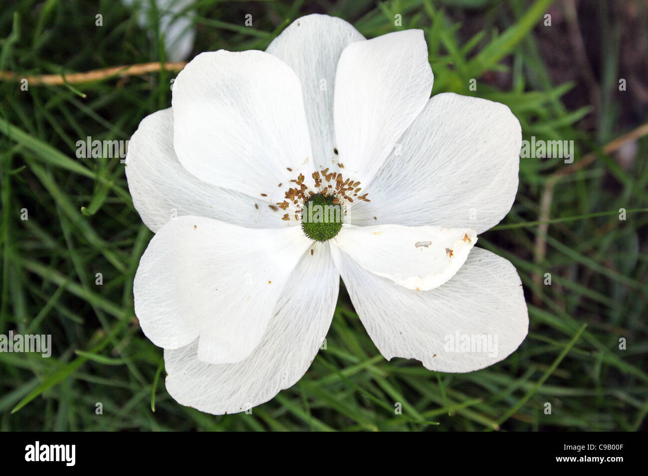 stunning anemone flower Stock Photo - Alamy