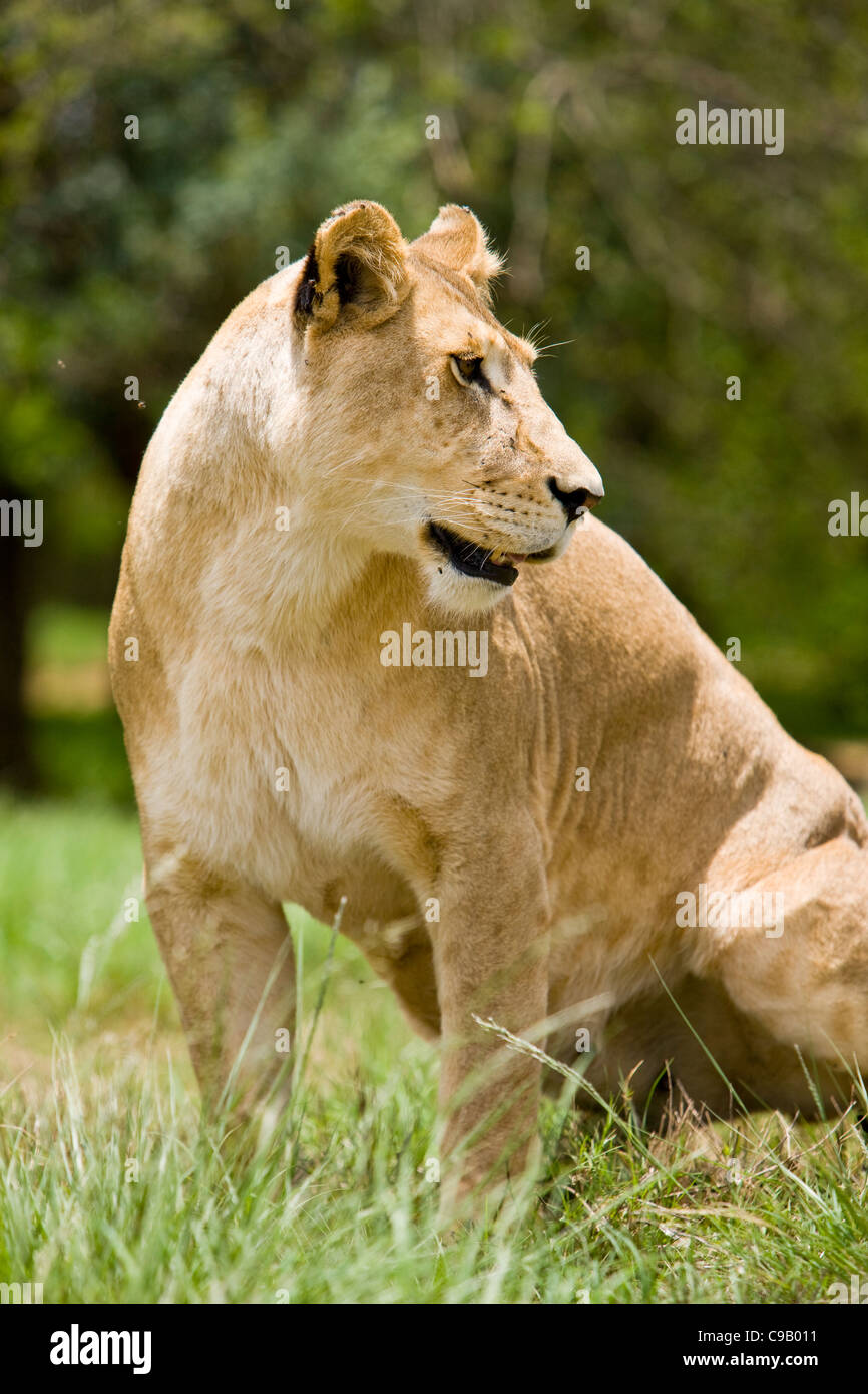 Female lion hi-res stock photography and images - Alamy