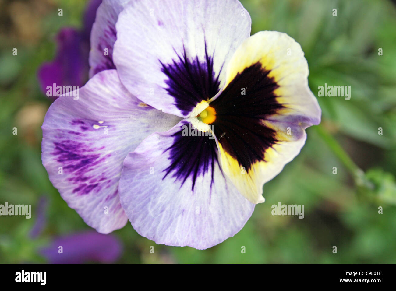 Blue Pansie High Resolution Stock Photography and Images - Alamy